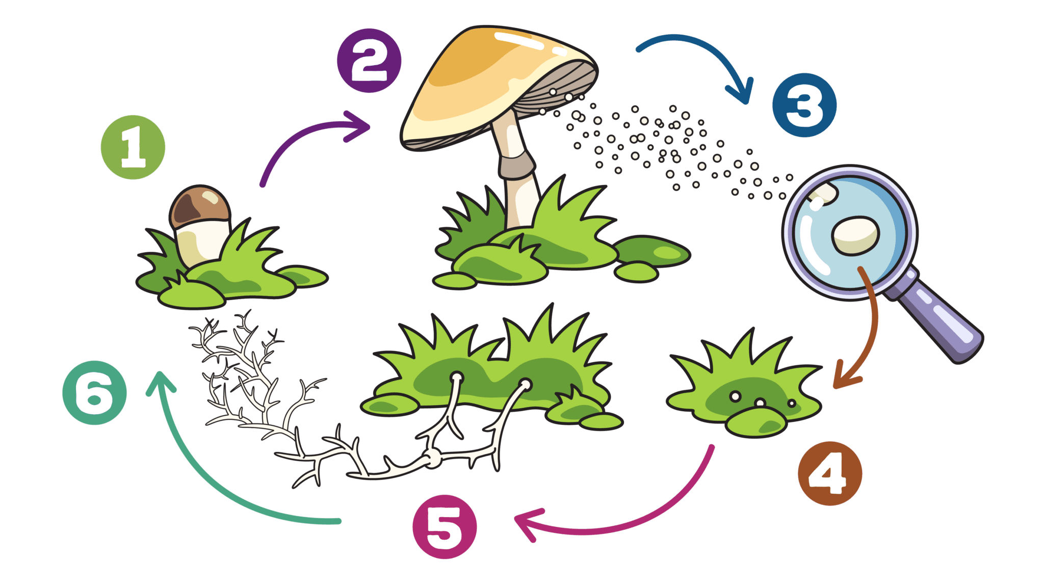 How Mushrooms Grow: A Day in the Life of Fungi - Fungi Academy