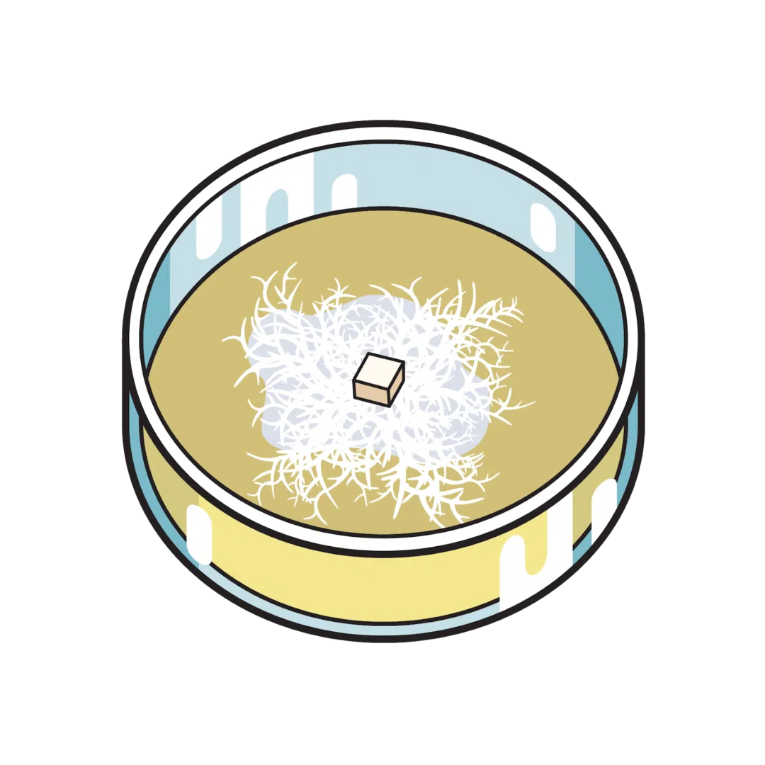 mycelium growth – Fungi Academy