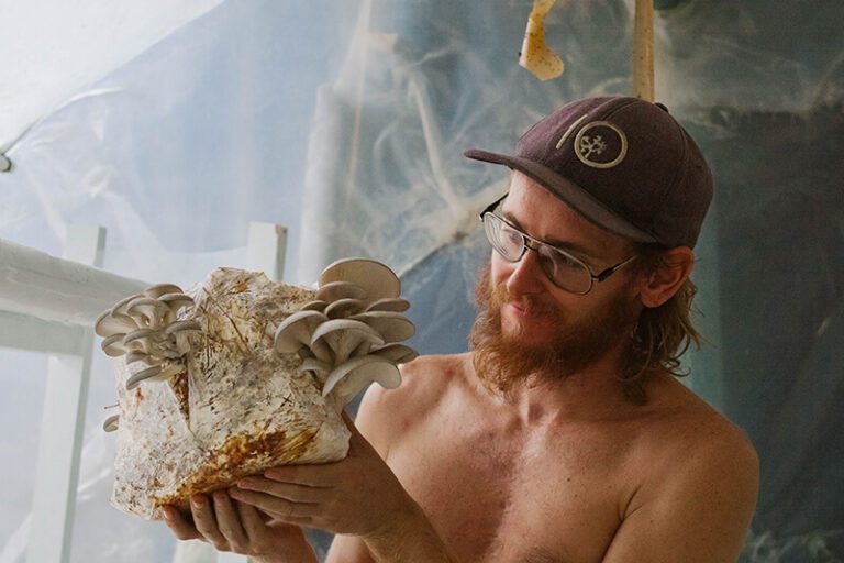 How Mushrooms Grow: A Day in the Life of Fungi - Fungi Academy