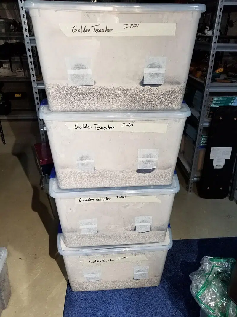 growing-in-monotub - Fungi Academy