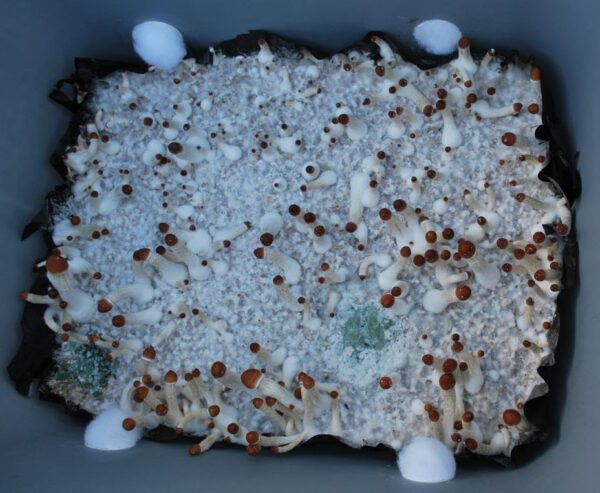 Mushroom Contamination: How to Spot and What to Do