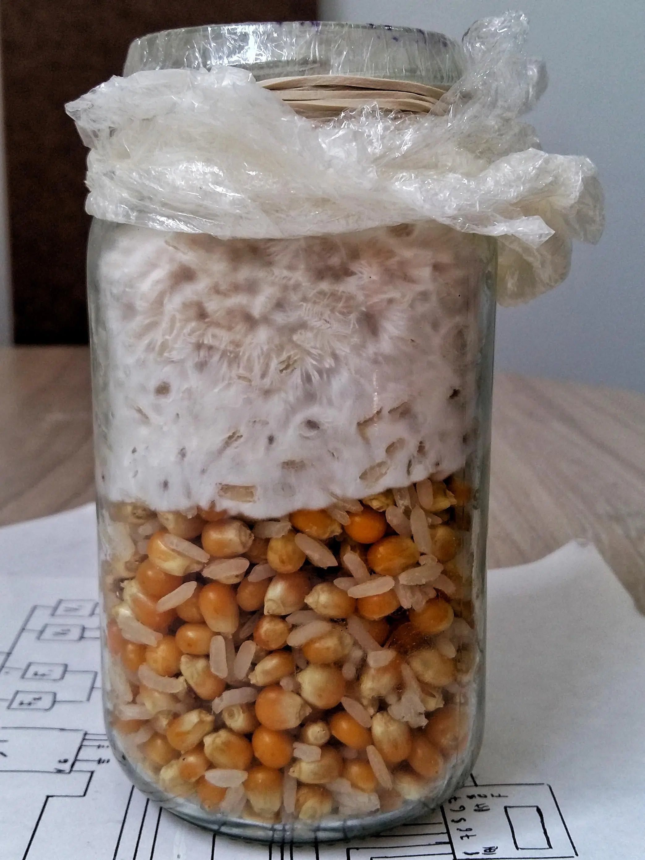 Grain spawn - Fungi Academy