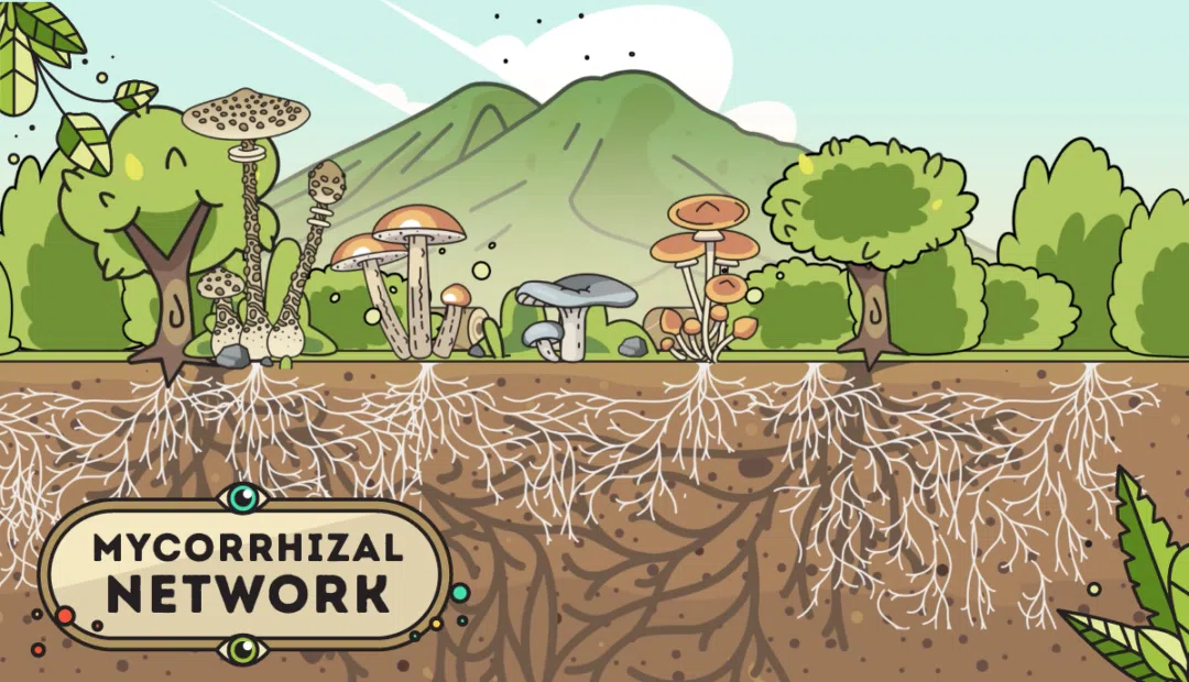 3.mycorrhizal – Fungi Academy