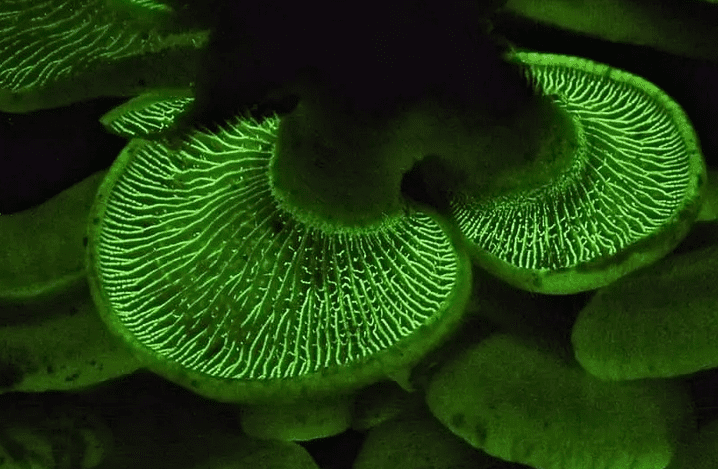 As you might have figured out, we love mushrooms and Fungi. This is our ...