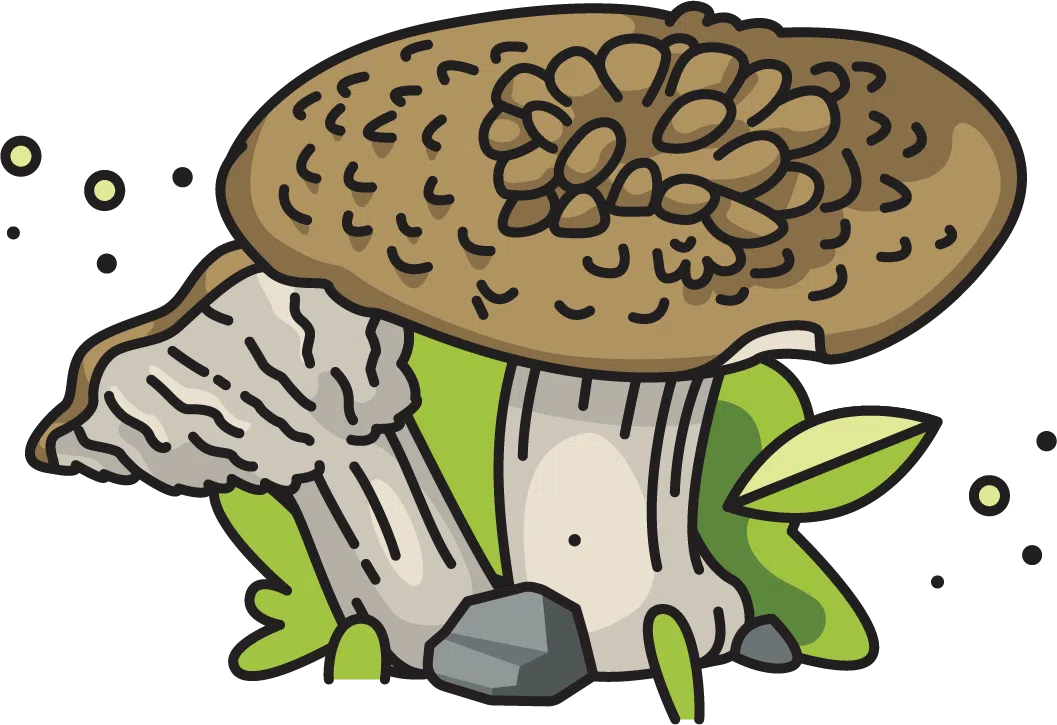 Singled Hedgehogs - Fungi Academy