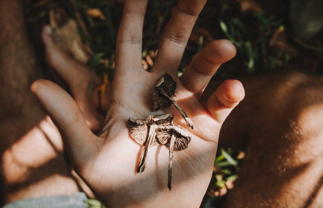 Online Psychedelic Journeywork Course - Fungi Academy