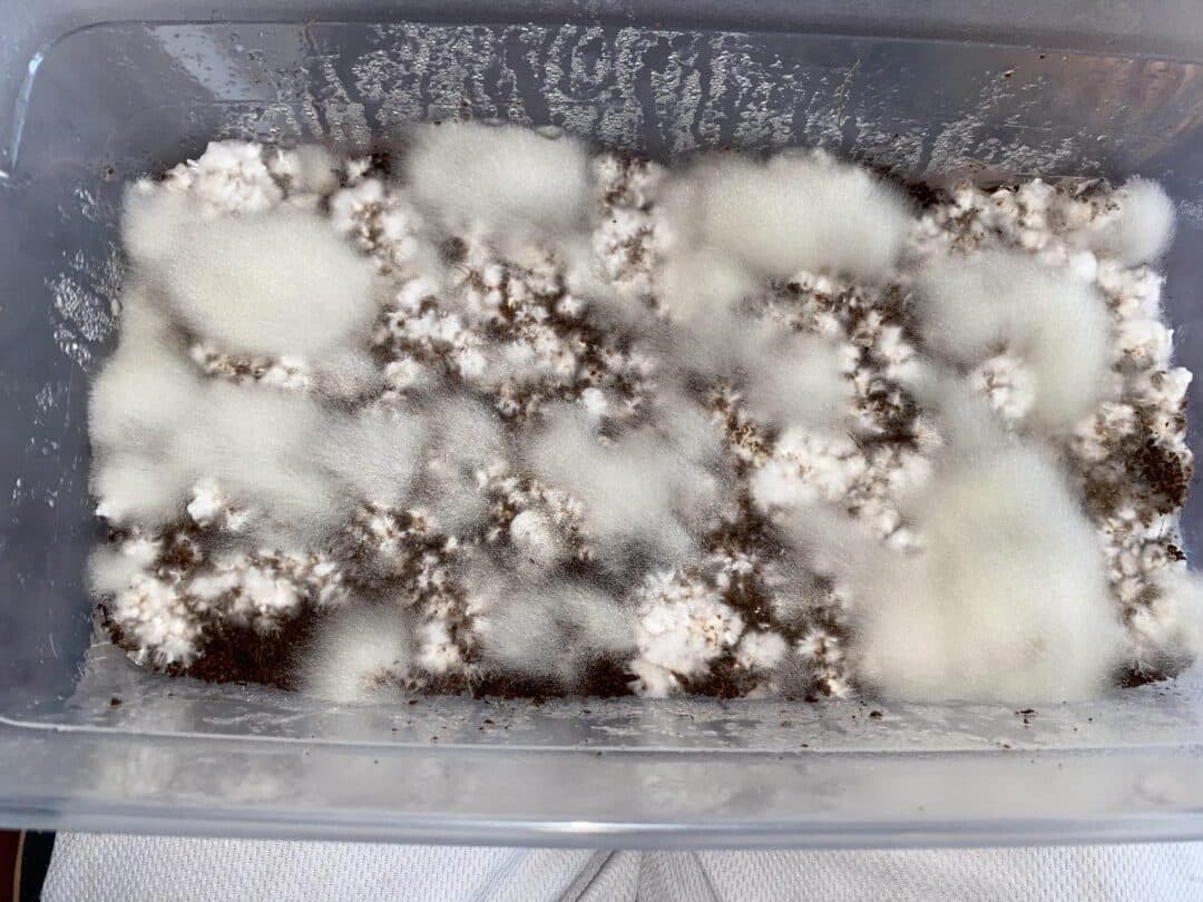 Cobweb Mold vs. Mycelium - Fungi Academy