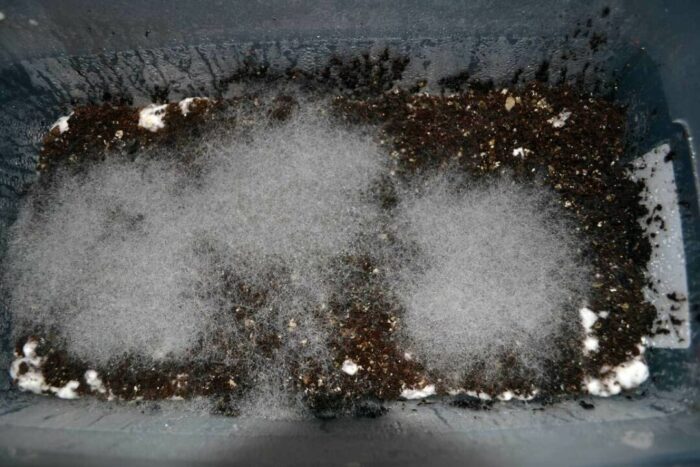 Cobweb Mold vs. Mycelium - Fungi Academy