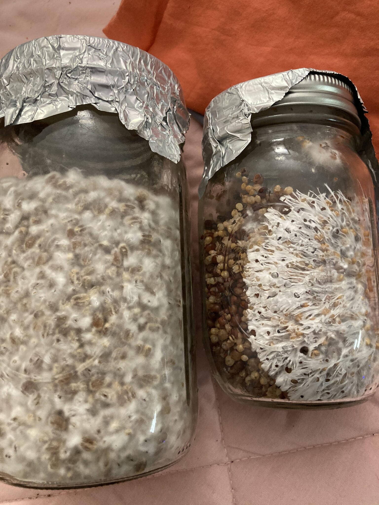 Cobweb Mold vs. Mycelium - Fungi Academy