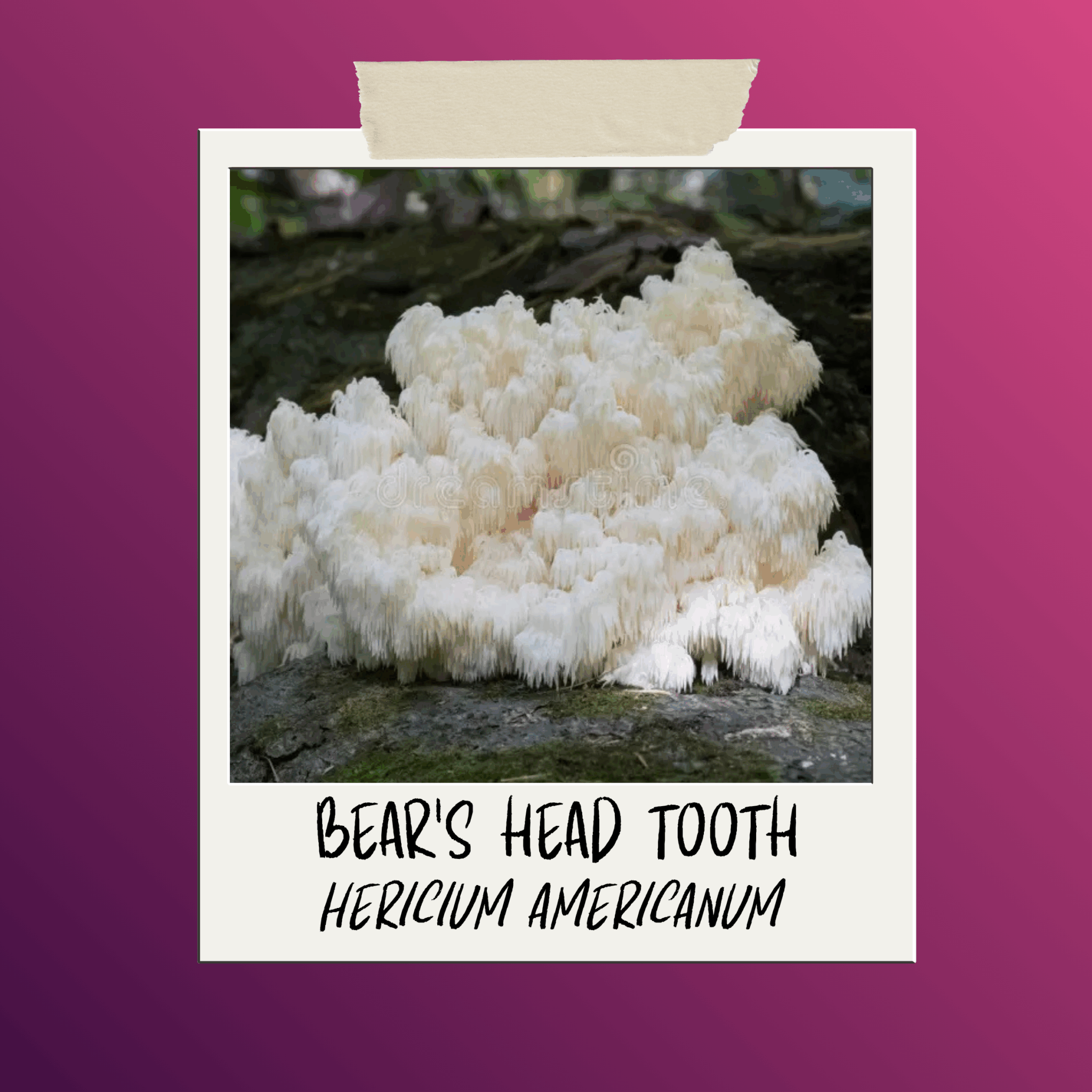 Everything You Need to Know About Lion's Mane Mushroom - Fungi Academy
